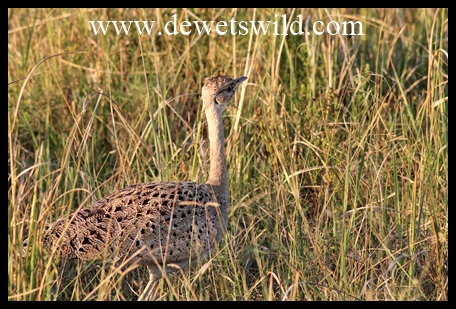 Tembe Elephant Park | DeWetsWild