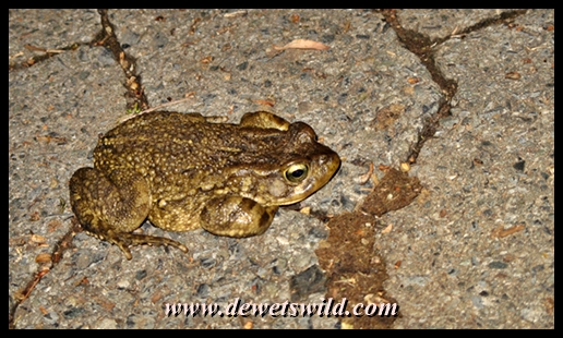 Blogposts | DeWetsWild | Disappearing into South Africa's wild places ...