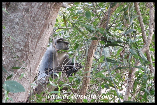 Samango monkey | DeWetsWild