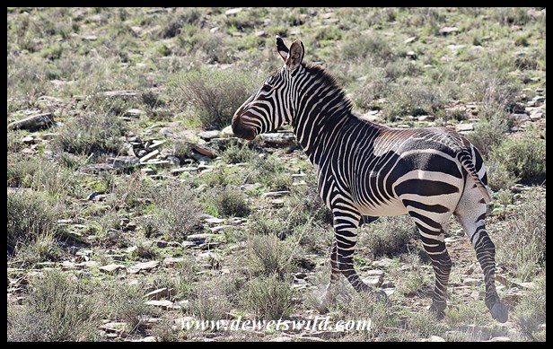 Mountain Zebra National Park | DeWetsWild