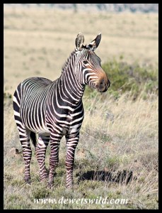 Mountain Zebra National Park | DeWetsWild