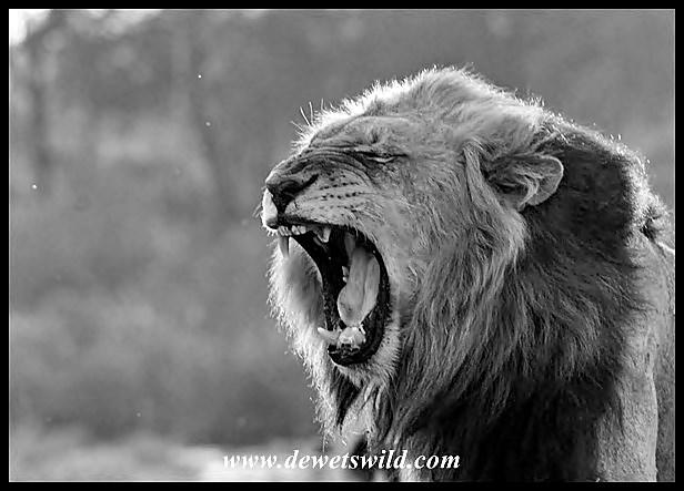 Remembering a special lion sighting | DeWetsWild