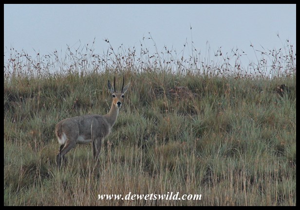Grey Rhebok | DeWetsWild