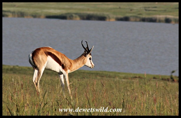 Springbok (11) | DeWetsWild