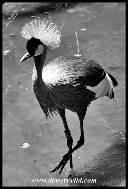 A month of monochrome memories: Metro Mahem | DeWetsWild