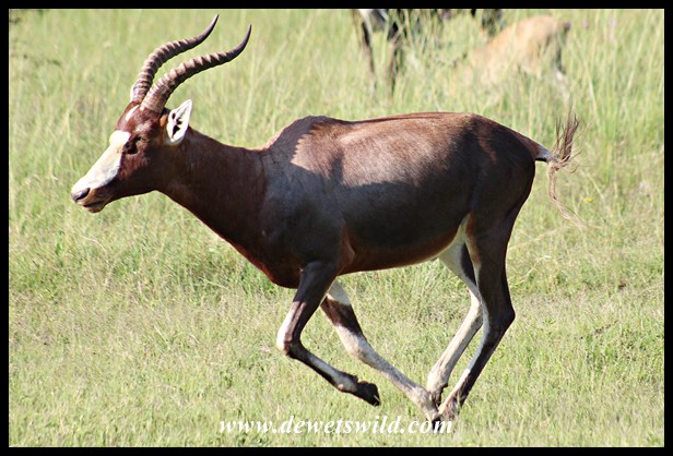 Blesbok | DeWetsWild