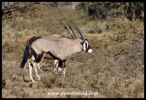 Gemsbok | DeWetsWild