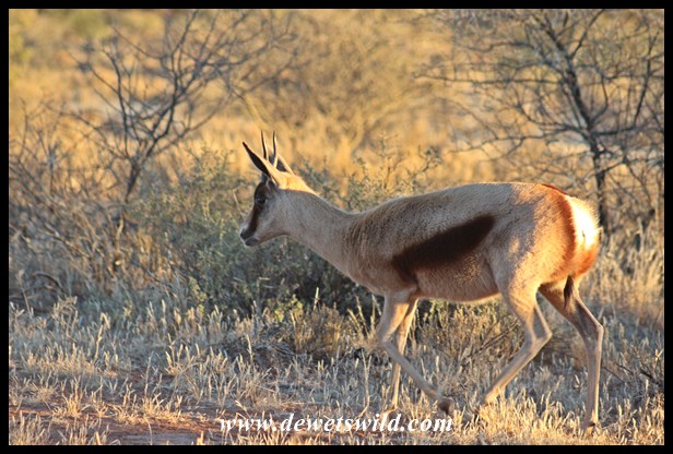 Springbok | DeWetsWild