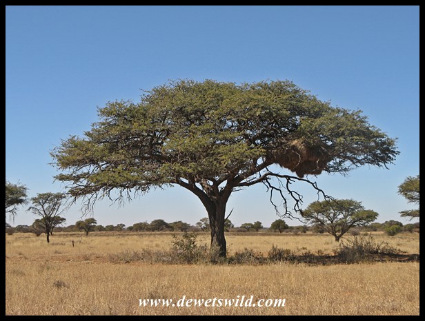 Mokala National Park | DeWetsWild