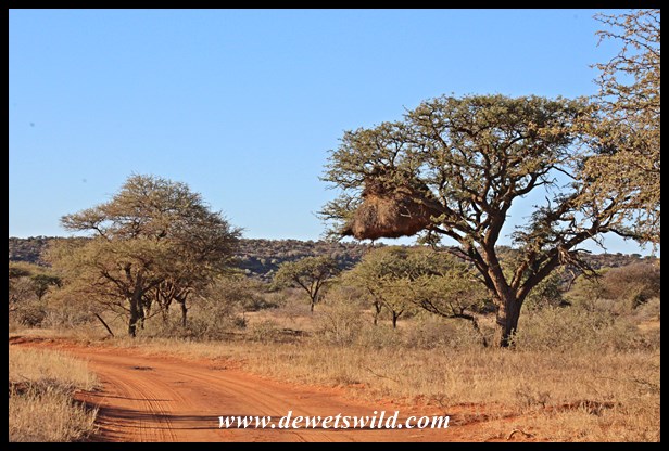 Mokala National Park | DeWetsWild