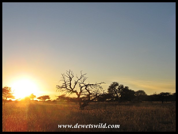 Mokala National Park | DeWetsWild