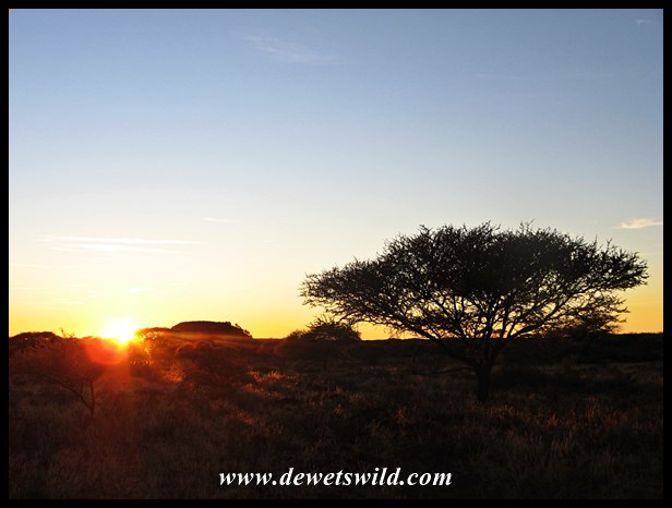 Mokala National Park | DeWetsWild