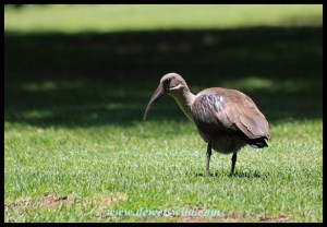 Hadeda Ibis | DeWetsWild