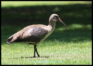 Hadeda Ibis | DeWetsWild