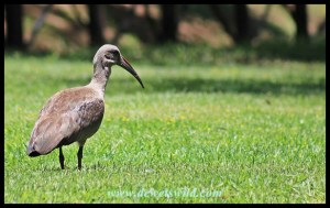 Hadeda Ibis | DeWetsWild