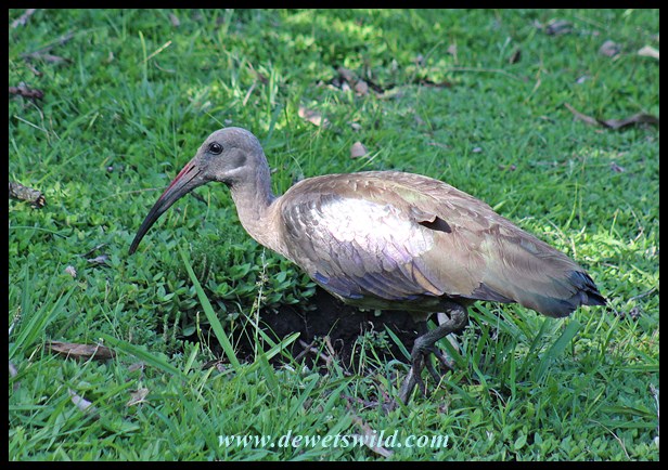 Hadeda Ibis | DeWetsWild