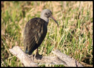 Hadeda Ibis | DeWetsWild