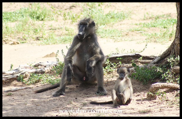 Kumasinga Baboons (35) | DeWetsWild