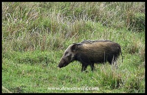 Bushpig | DeWetsWild