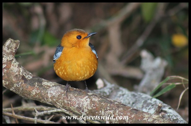 Red-capped Robin-Chat | DeWetsWild