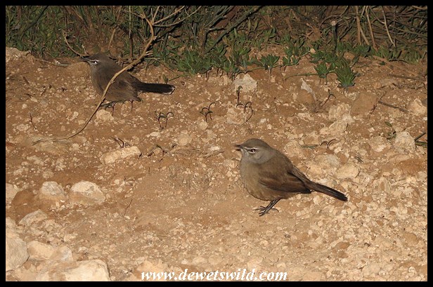 Karoo Scrub-Robin | DeWetsWild