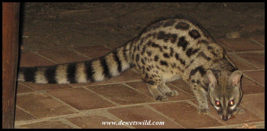 Large Spotted Genet | DeWetsWild