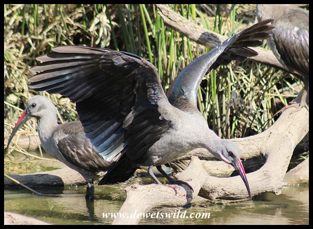 Hadeda Ibis | DeWetsWild