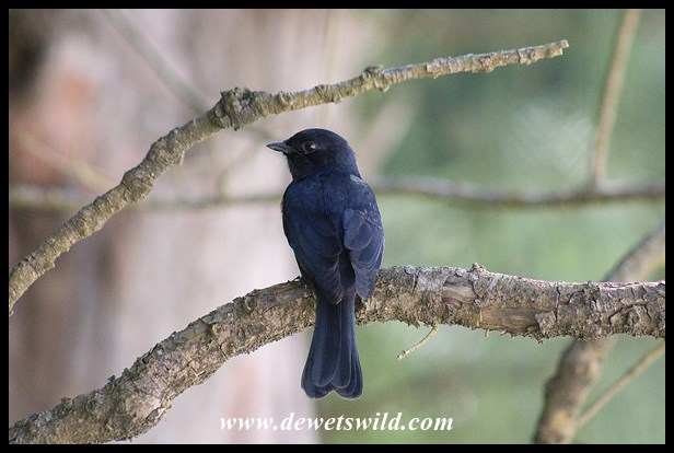 Southern Black Flycatcher | DeWetsWild