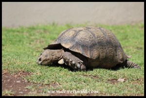Leopard Tortoise | DeWetsWild