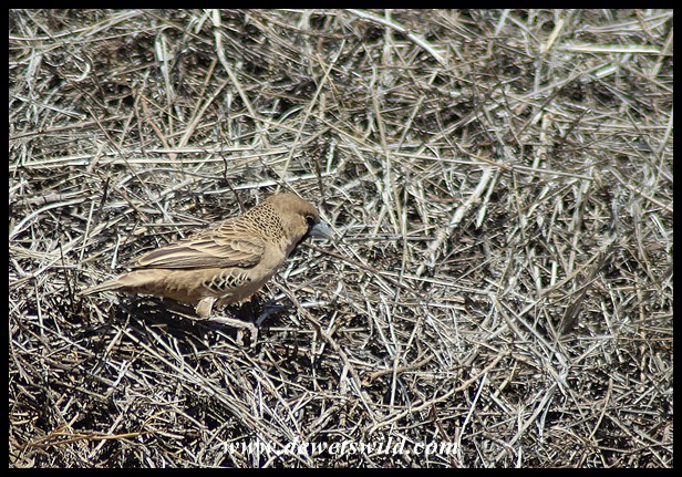 Sociable Weaver | DeWetsWild