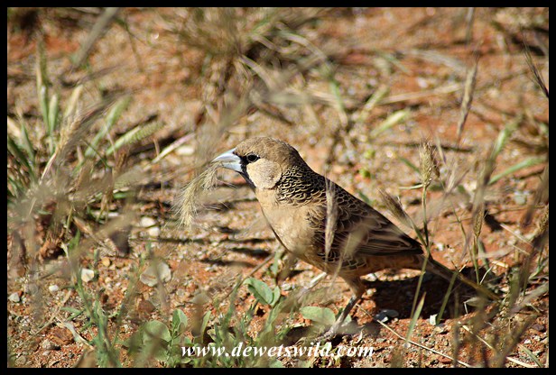 Sociable Weaver | DeWetsWild