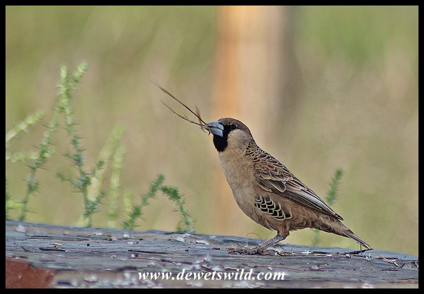 Sociable Weaver | DeWetsWild