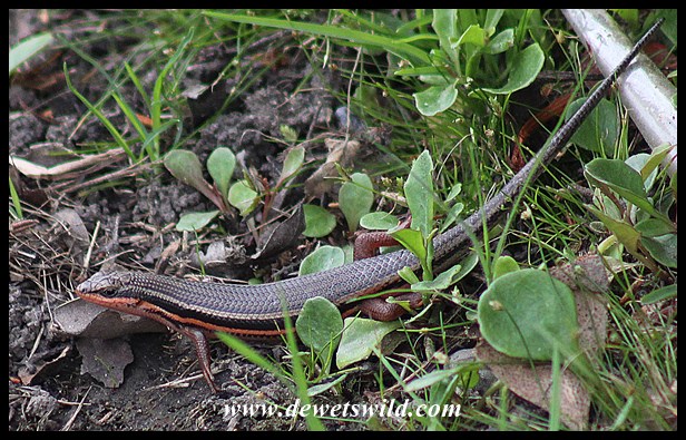 Red-sided Skink Tsitsikamma Dec2017 (1) | DeWetsWild