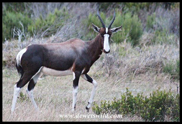 Bontebok | DeWetsWild
