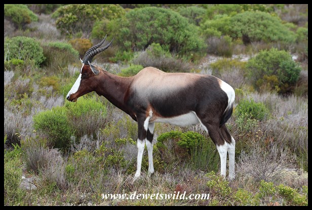 Bontebok | DeWetsWild