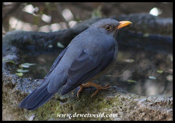 Garsfontein_2020_KarooThrush | DeWetsWild