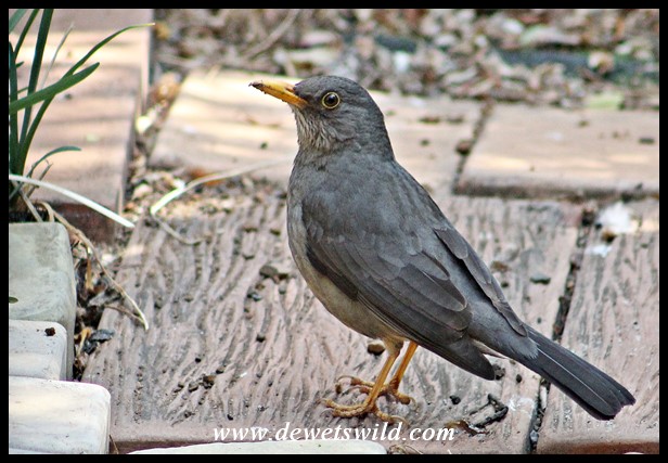Karoo Thrush | DeWetsWild