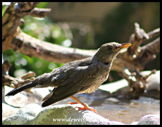 KarooThrush_Garsfontein_May+June2020 | DeWetsWild