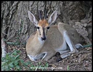 Common Duiker | DeWetsWild