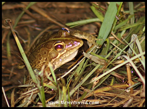 Common River Frog | DeWetsWild