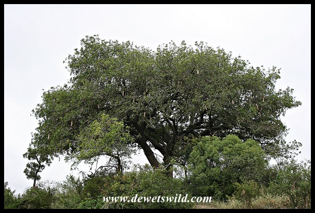 Sausage Tree | DeWetsWild