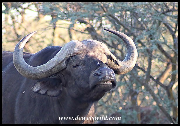 A rich assortment of animals at Mokala | DeWetsWild