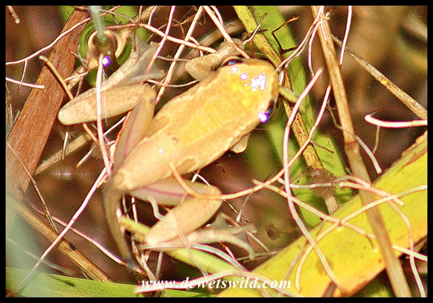 Painted Reed Frog | DeWetsWild