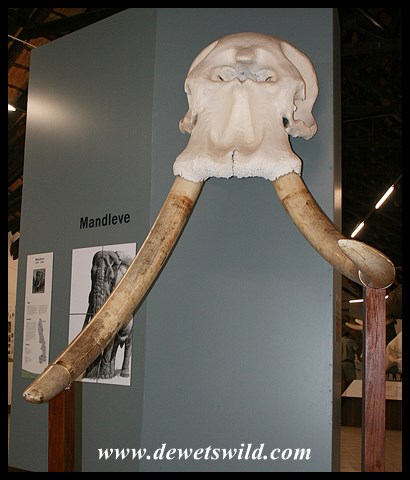 Letaba Elephant Hall (5) | DeWetsWild