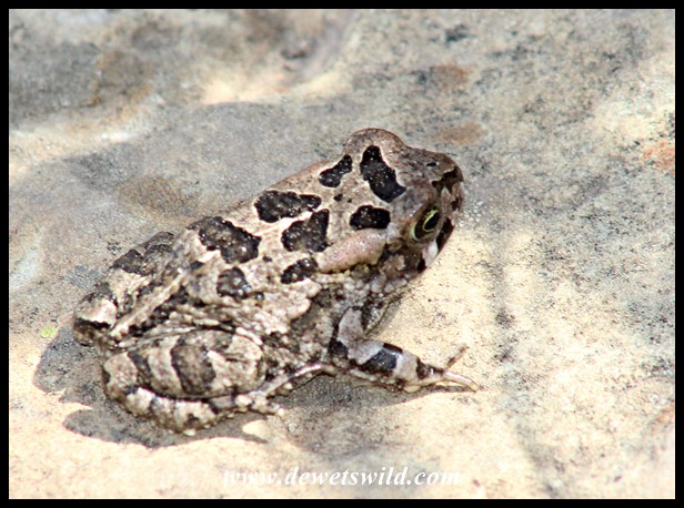 Raucous Toad | DeWetsWild