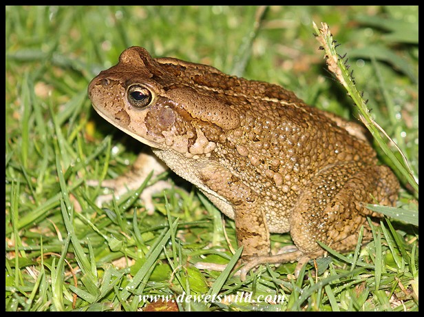 Raucous Toad | DeWetsWild