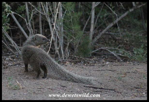 Cape Grey Mongoose | DeWetsWild