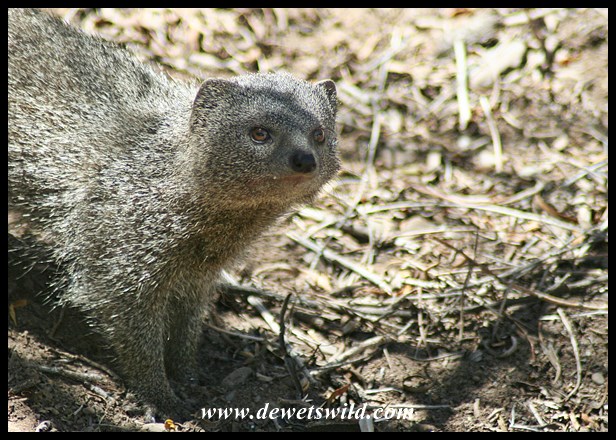 Cape Grey Mongoose (3) | DeWetsWild