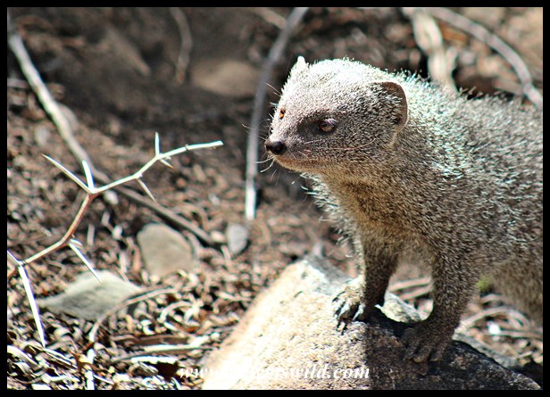 Cape Grey Mongoose | DeWetsWild