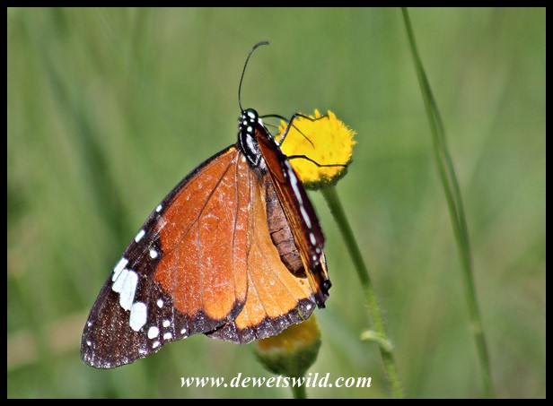 African Monarch | DeWetsWild